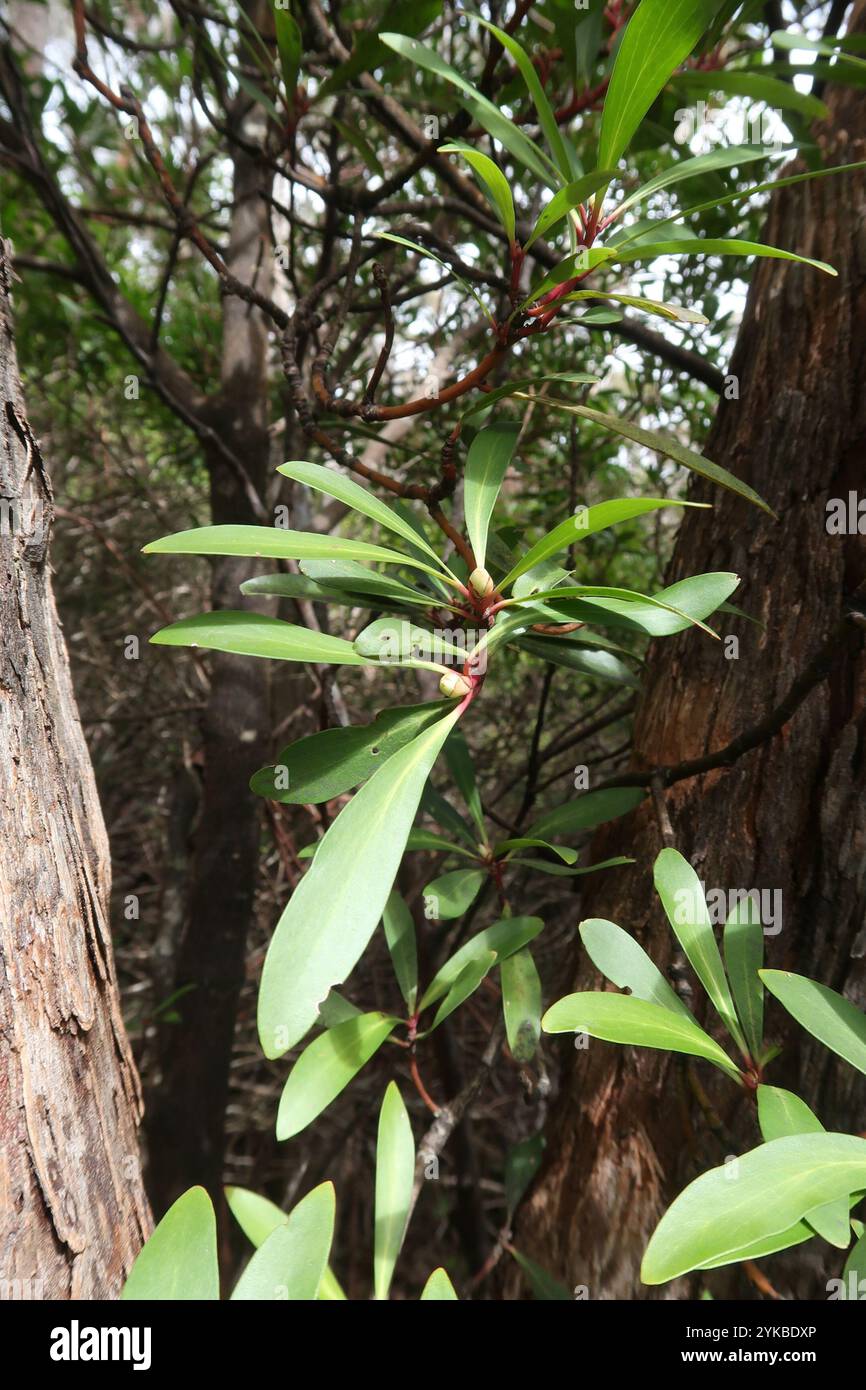 Mountain Pepper (Tasmannia lanceolata Stock Photo - Alamy