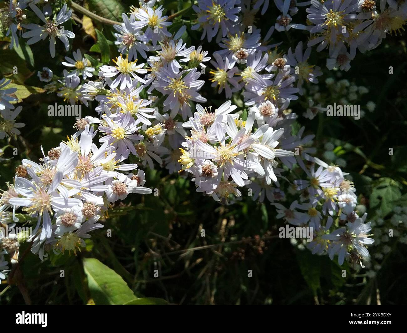 Arrow-leaved Aster (Symphyotrichum urophyllum Stock Photo - Alamy