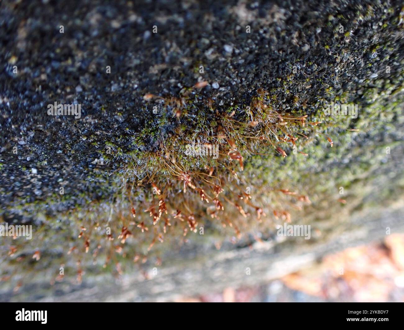 Wall Screw-moss (Tortula muralis Stock Photo - Alamy