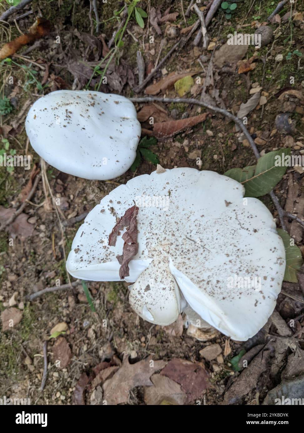 Eastern North American Destroying Angel (Amanita bisporigera Stock ...