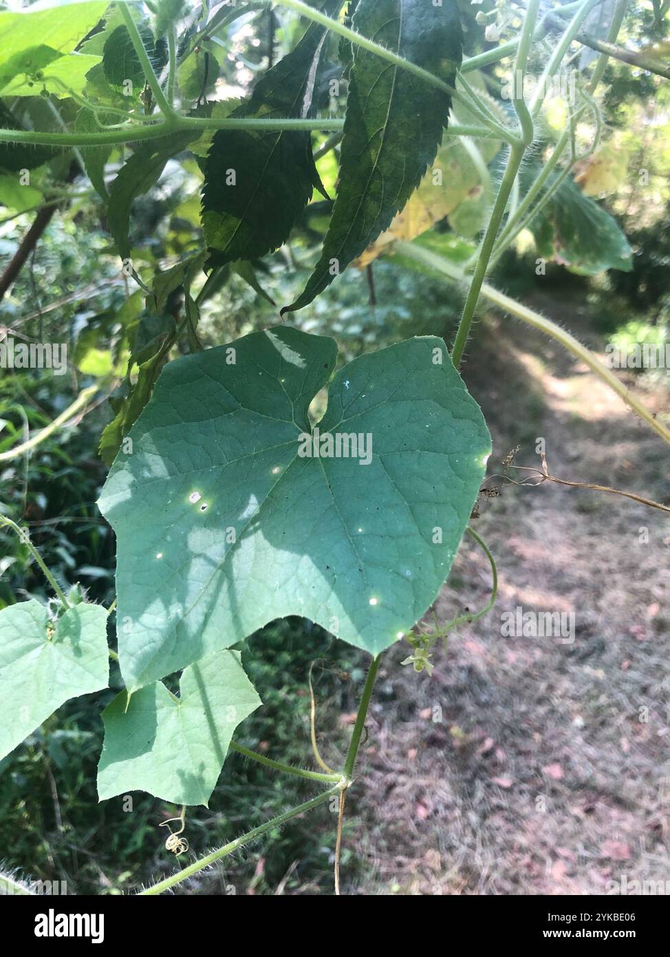 Bur cucumber hi-res stock photography and images - Alamy