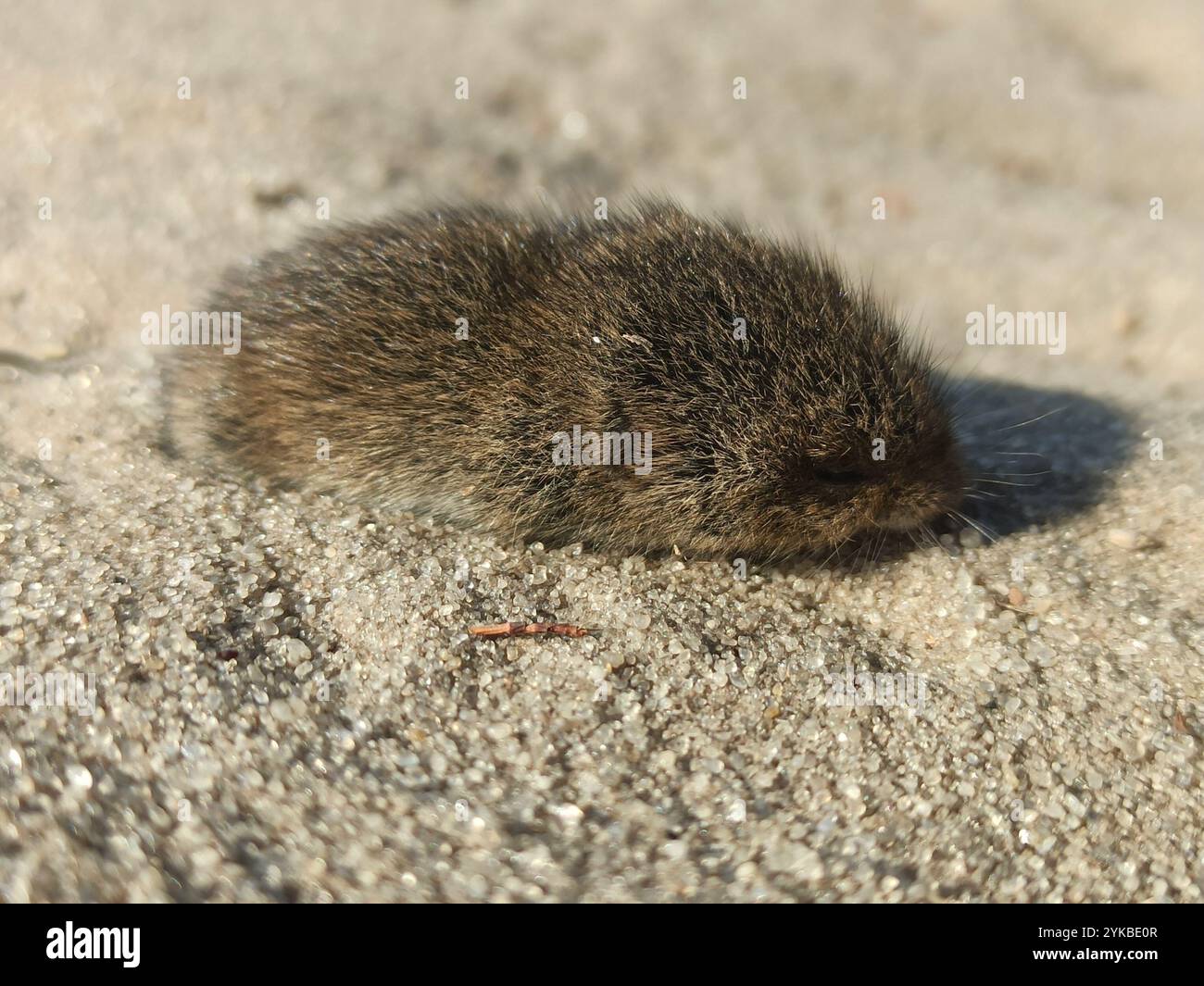 Meadow Voles (Microtus Stock Photo - Alamy