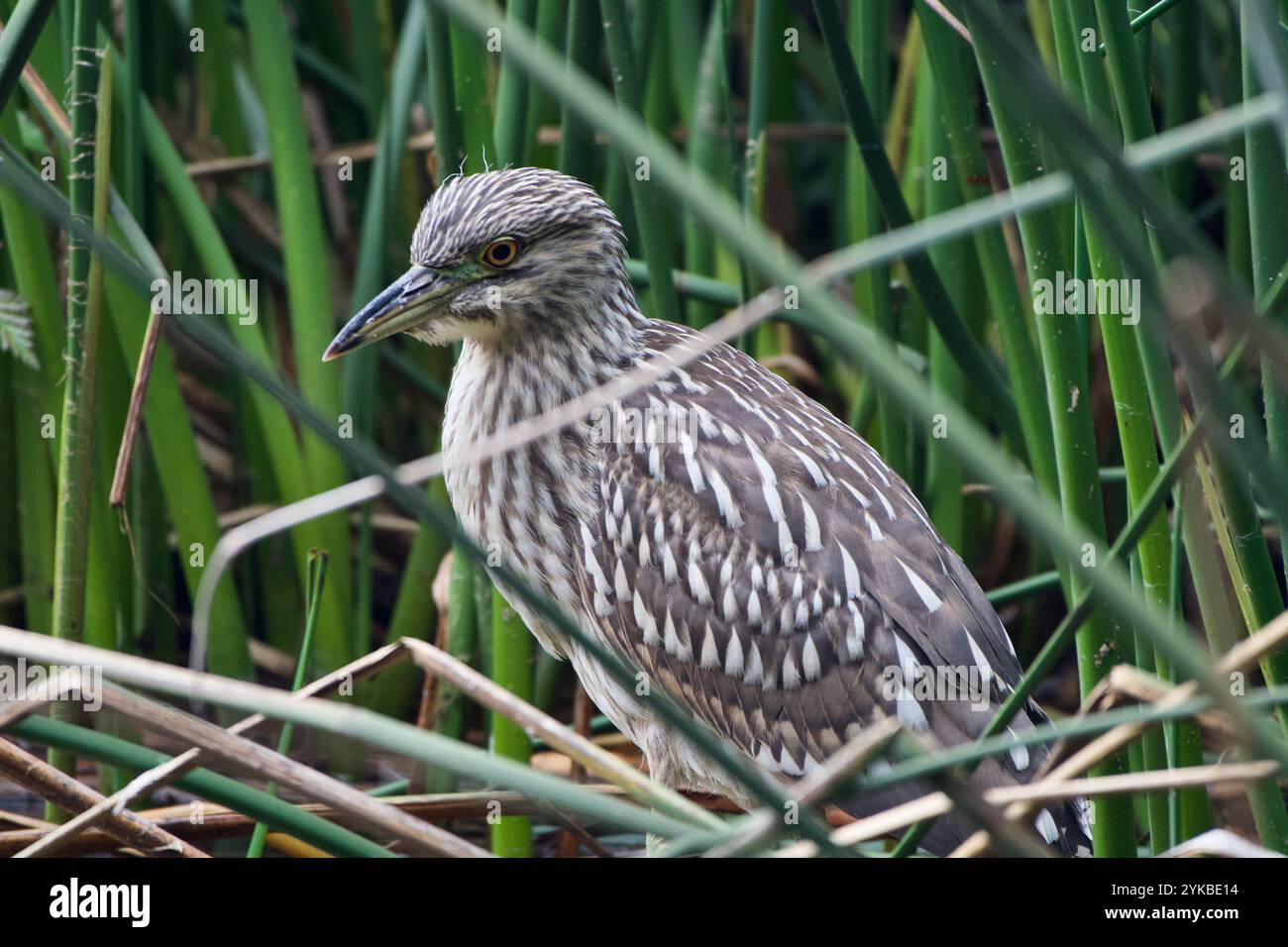 Black-crowned Night Heron (Nycticorax nycticorax Stock Photo - Alamy