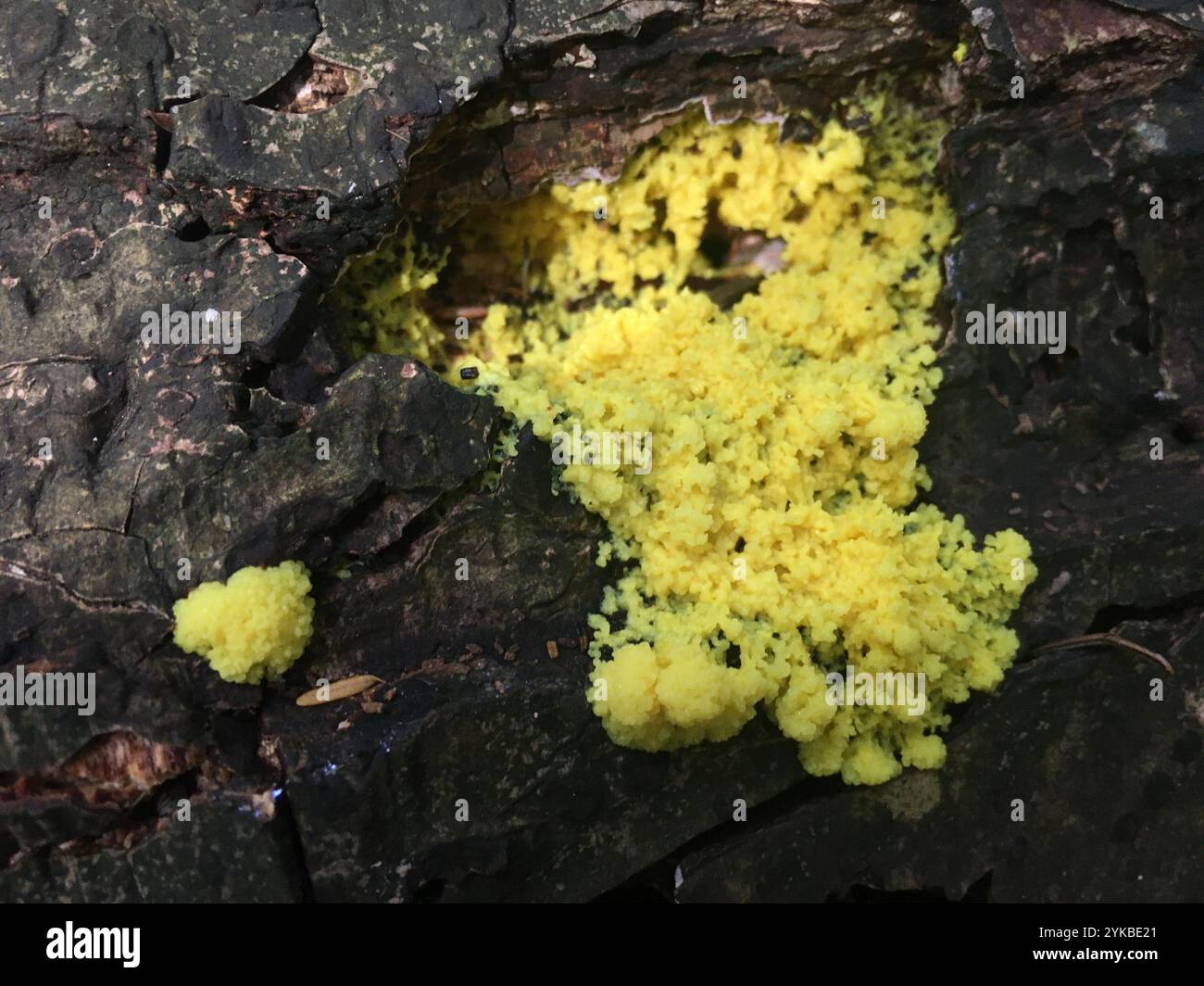 Dog Vomit Slime Mold (Fuligo septica Stock Photo - Alamy