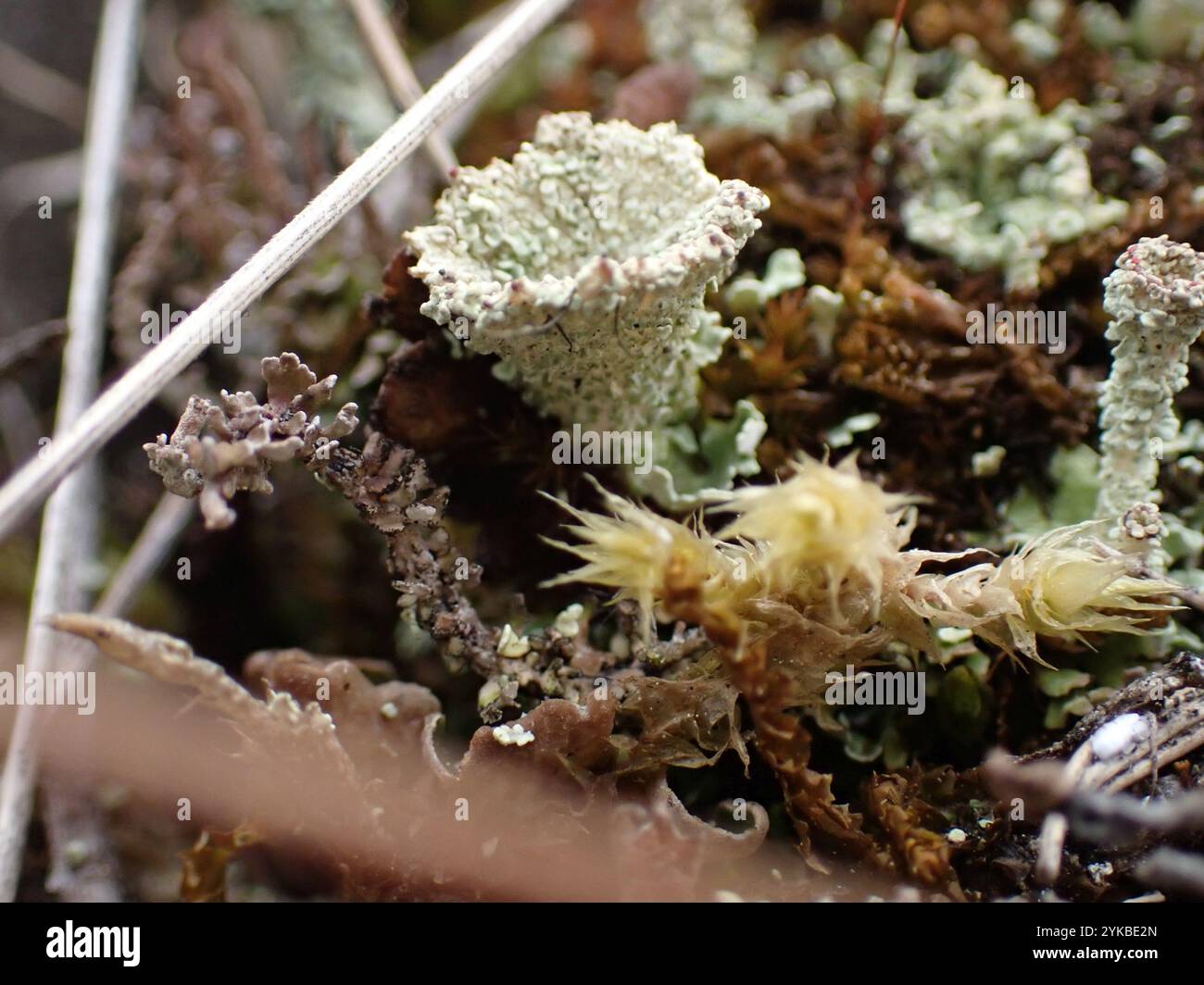 pixie cup and reindeer lichens (Cladonia Stock Photo - Alamy
