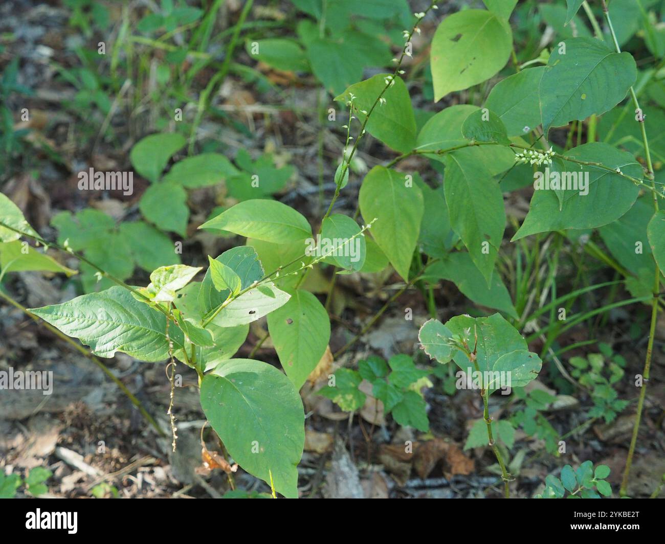 American jumpseed (Persicaria virginiana Stock Photo - Alamy