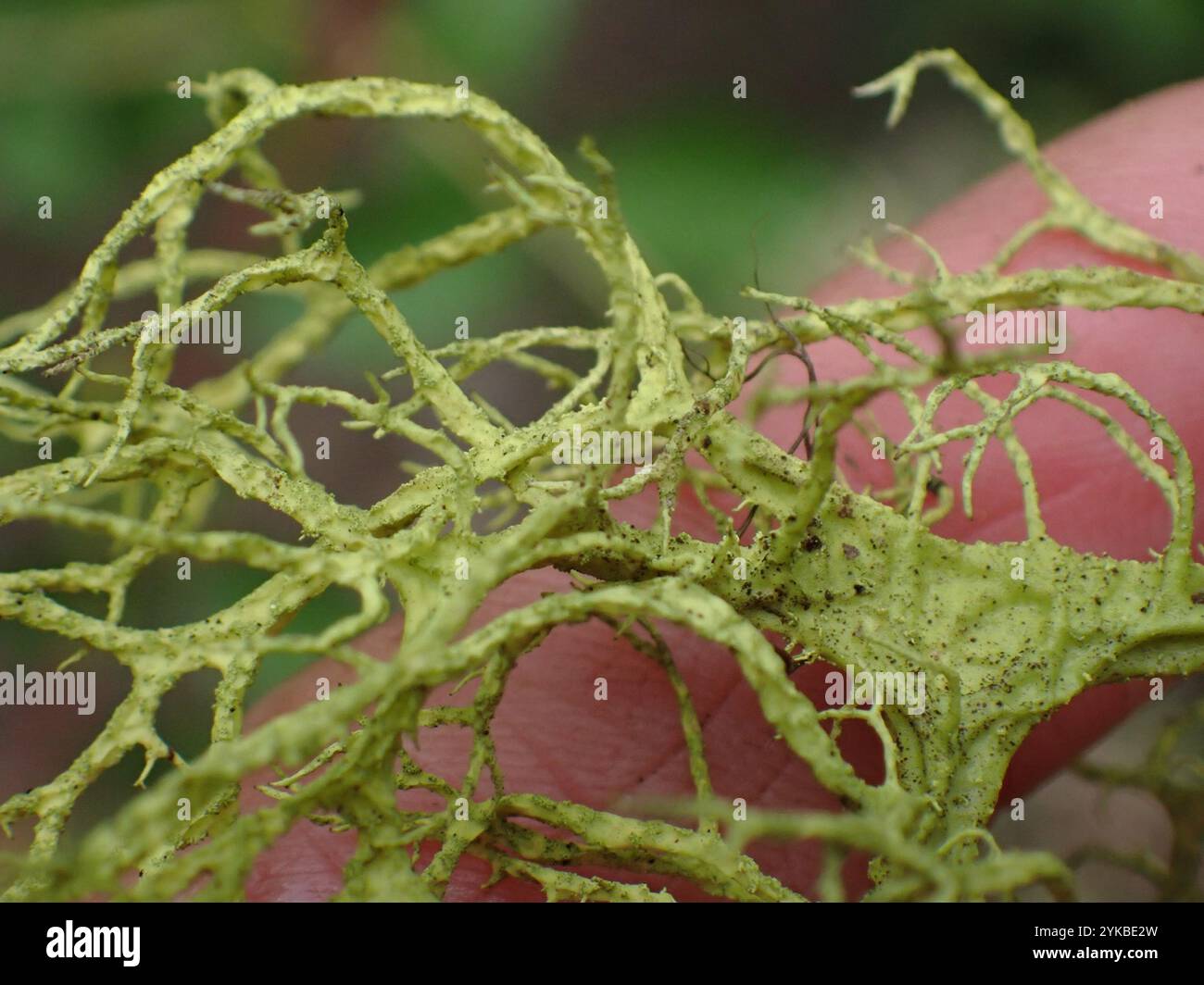 Wolf lichens hi-res stock photography and images - Alamy