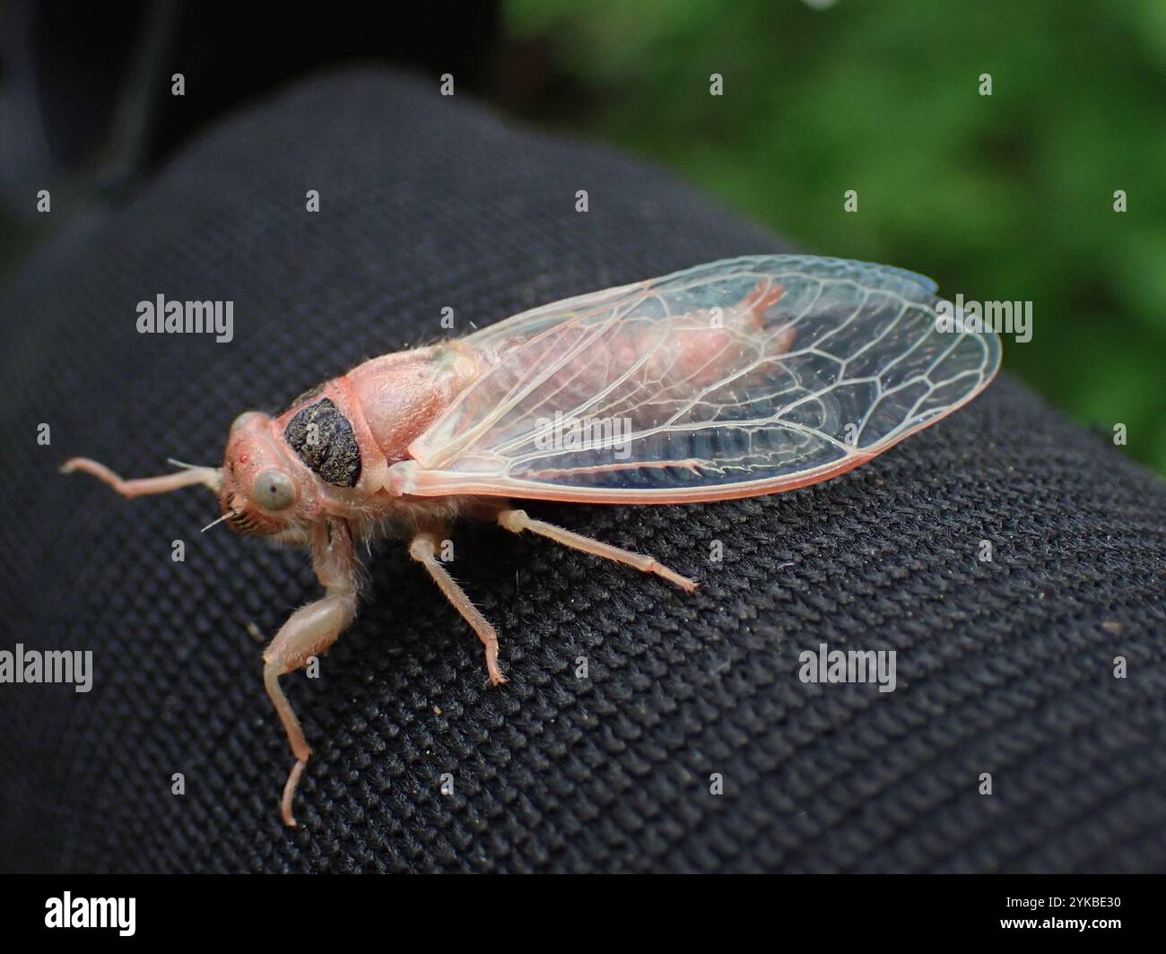 Salmonfly Cicada (Platypedia areolata Stock Photo - Alamy