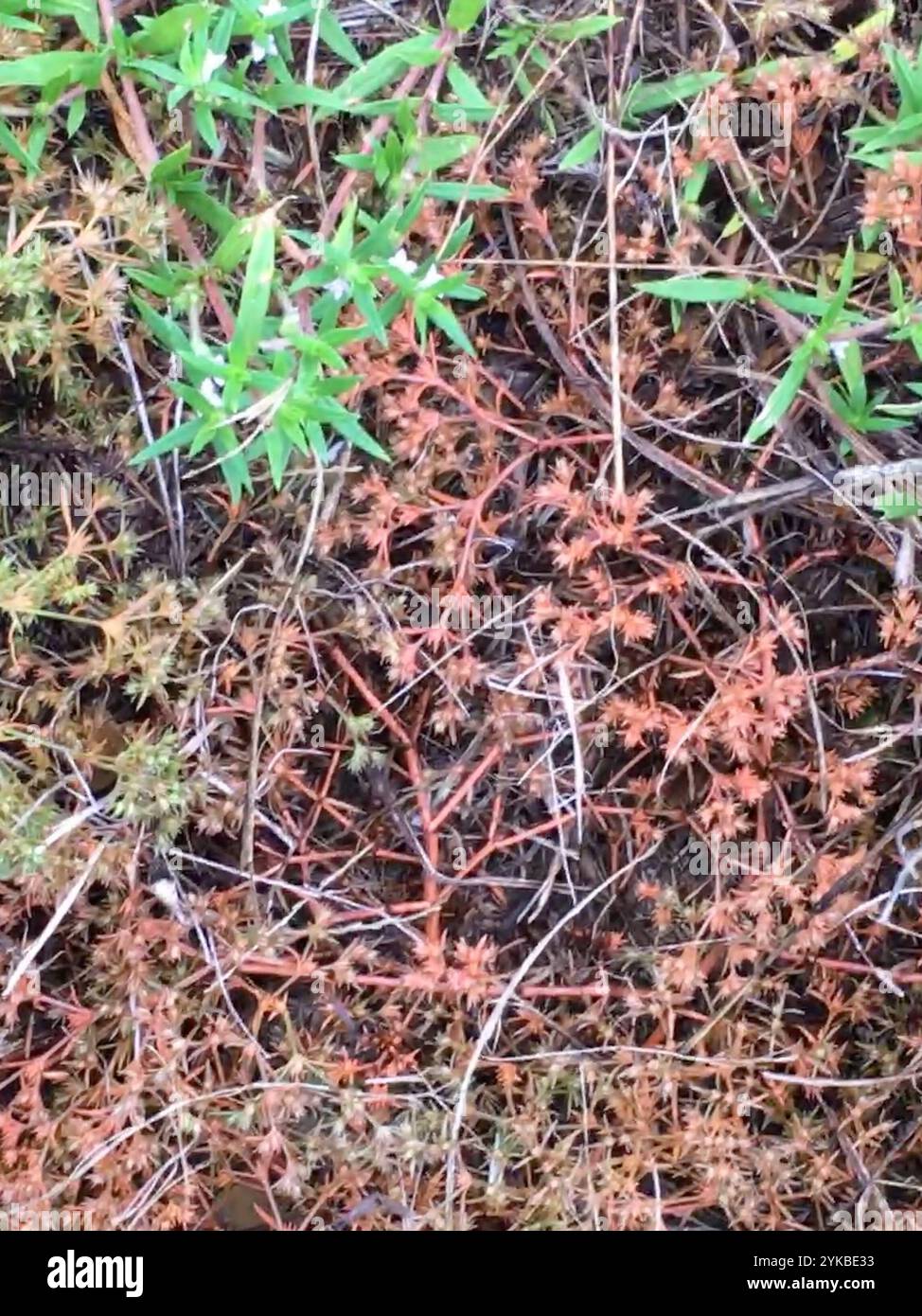 Rust Weed (Polypremum procumbens Stock Photo - Alamy