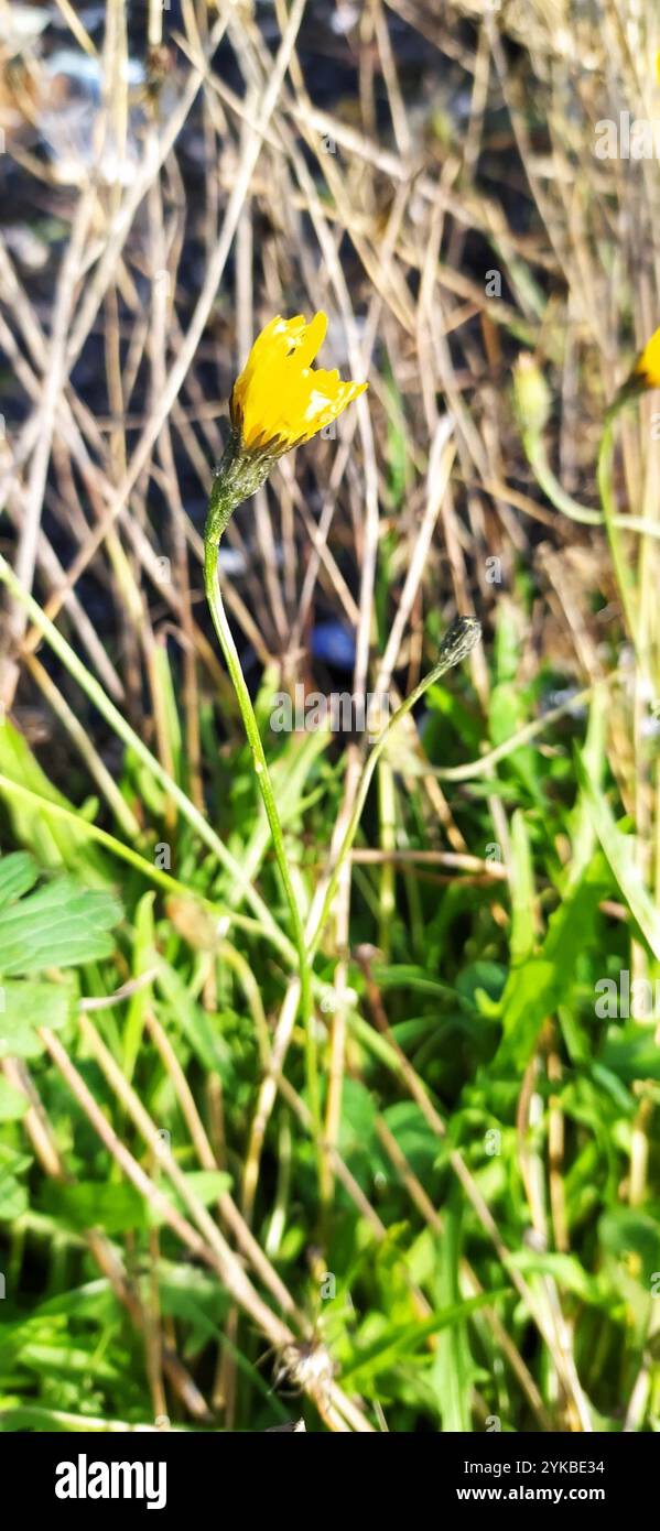 Autumn Hawkbit (Scorzoneroides autumnalis Stock Photo - Alamy
