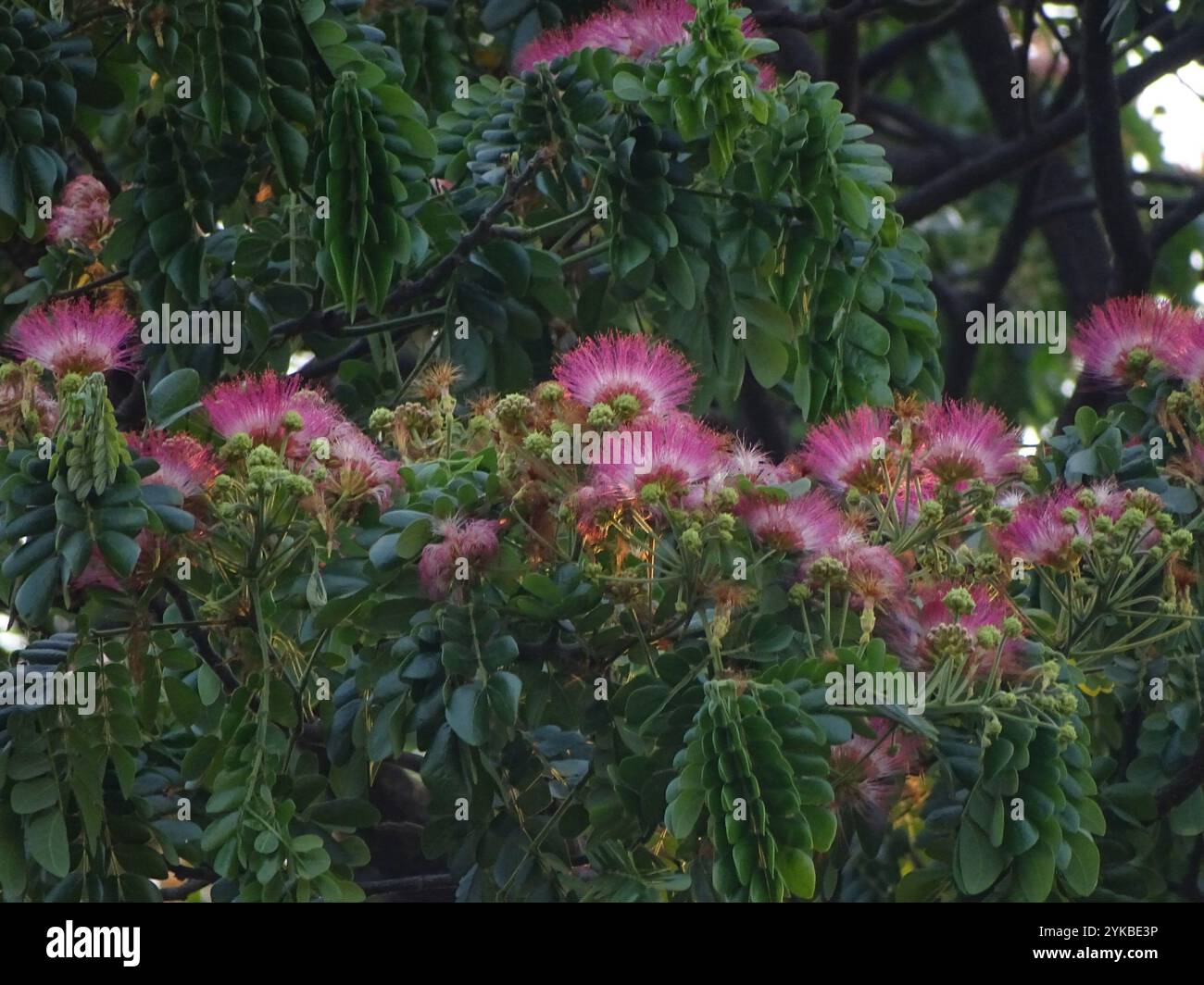 Monkey pod tree (Samanea saman Stock Photo - Alamy