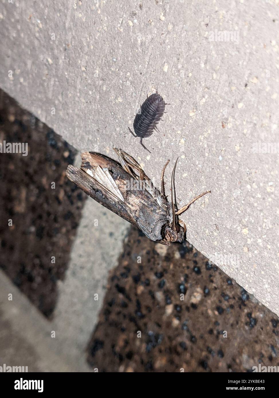 Ipsilon Dart Moth (Agrotis ipsilon Stock Photo - Alamy