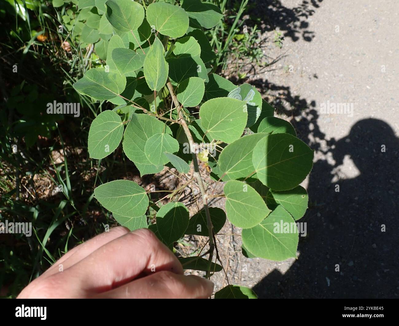 trembling aspen (Populus tremuloides Stock Photo - Alamy