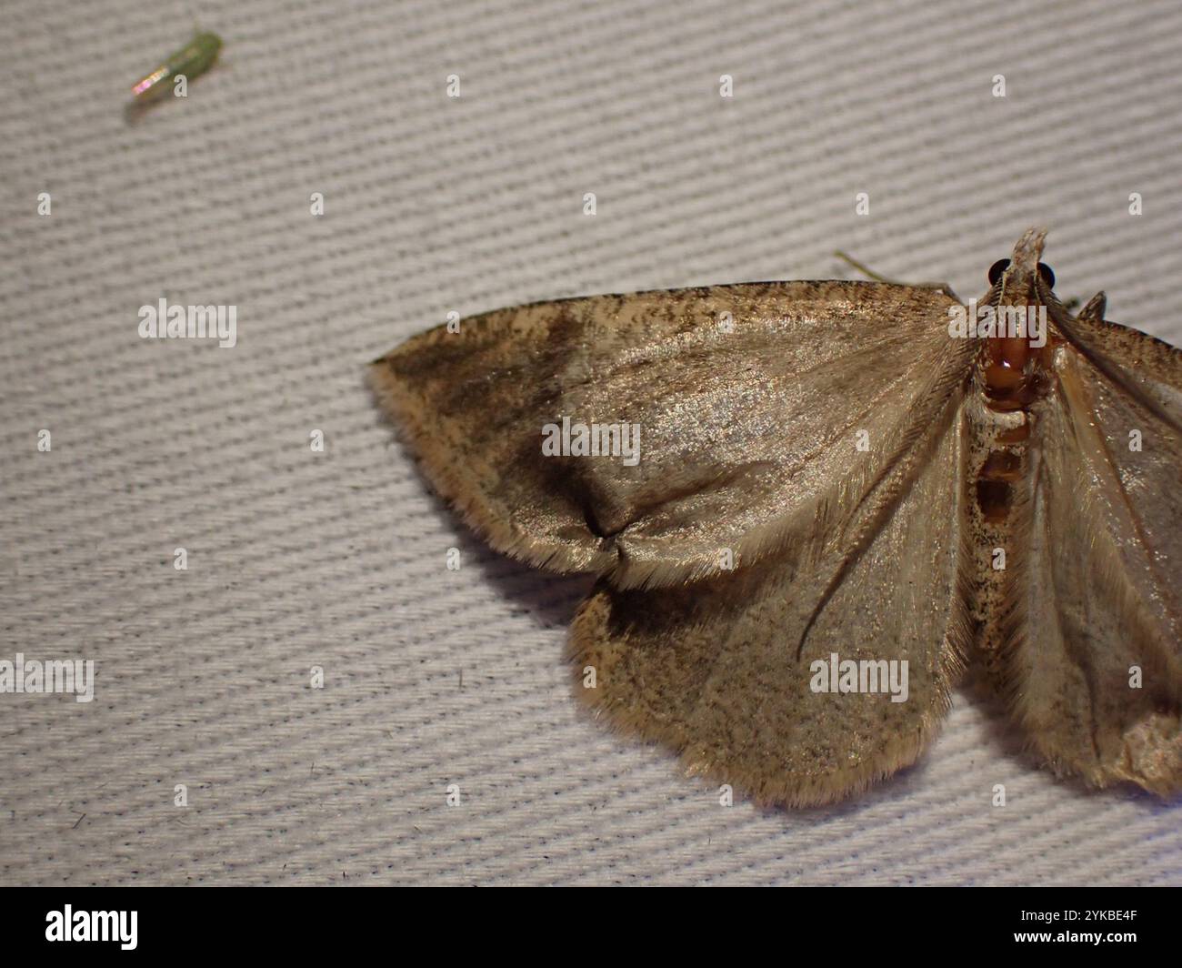 Geometer Moths (Geometridae Stock Photo - Alamy