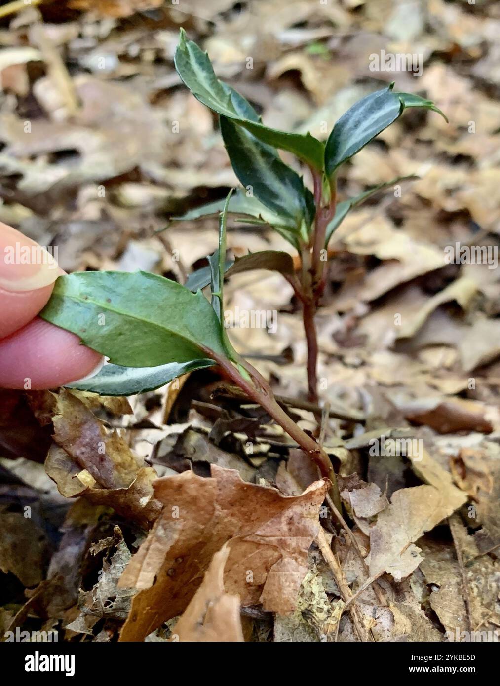striped wintergreen (Chimaphila maculata Stock Photo - Alamy