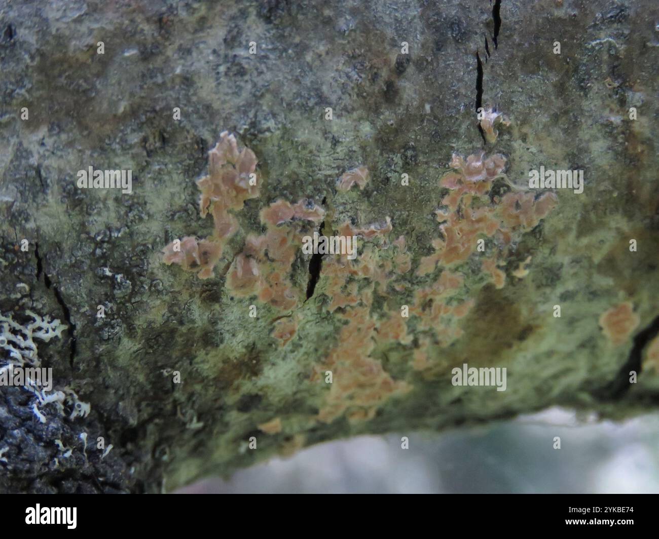 Red Tree Brain Fungus (Peniophora rufa Stock Photo - Alamy