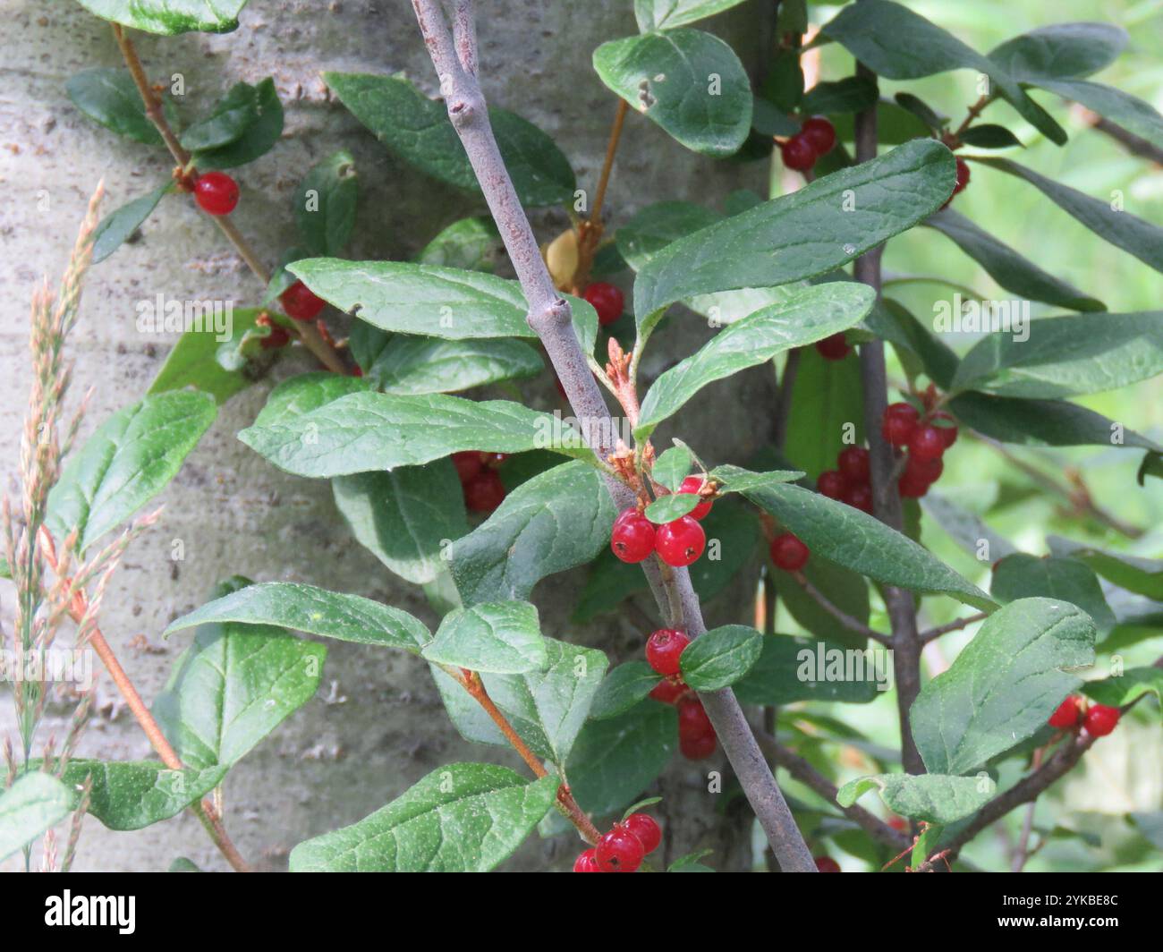 Canadian buffalo-berry (Shepherdia canadensis Stock Photo - Alamy