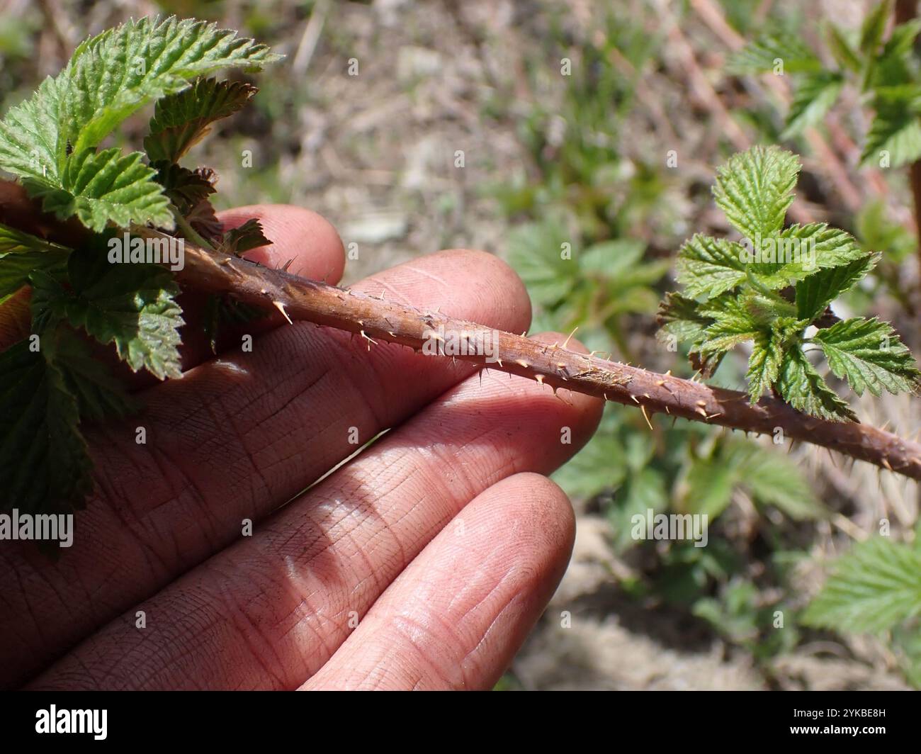 red raspberry (Rubus idaeus Stock Photo - Alamy