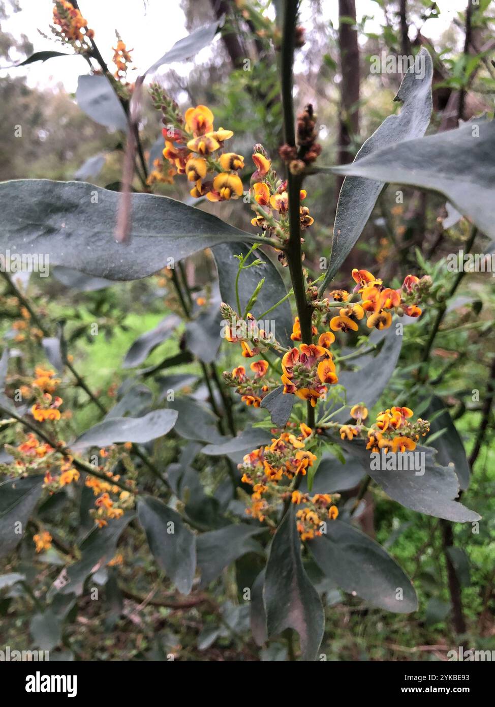 hop bitter-pea (Daviesia latifolia Stock Photo - Alamy