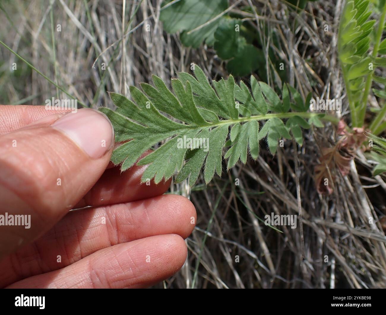 prairie smoke (Geum triflorum Stock Photo - Alamy