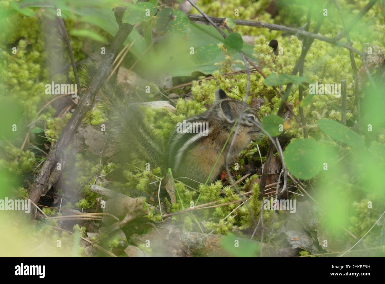 Yellow-pine Chipmunk (Neotamias amoenus Stock Photo - Alamy