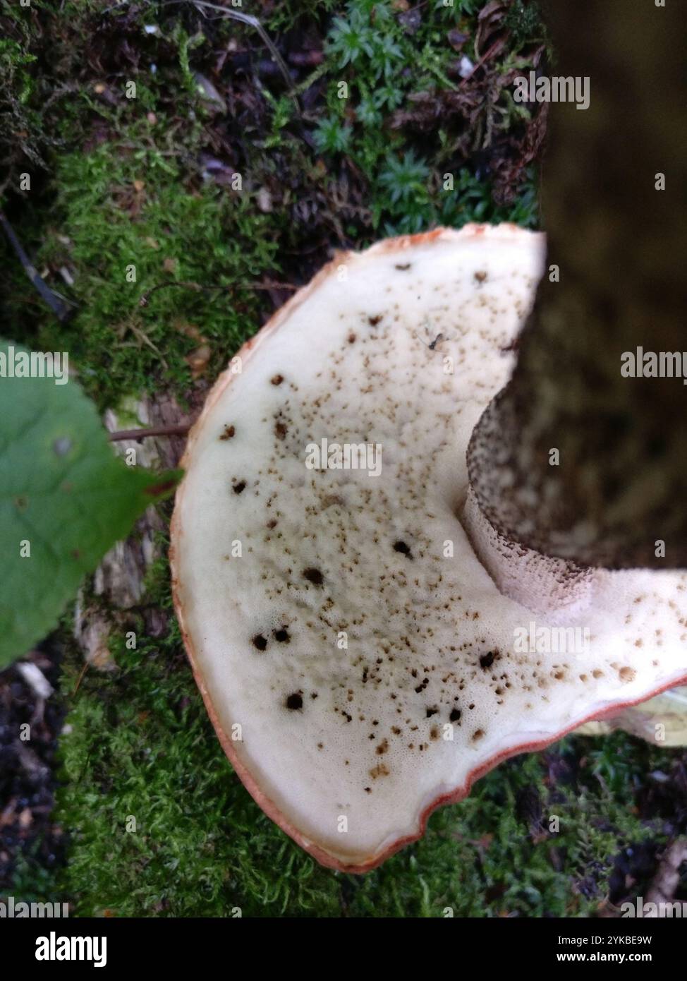 Red-capped Scaber Stalk (Leccinum aurantiacum Stock Photo - Alamy