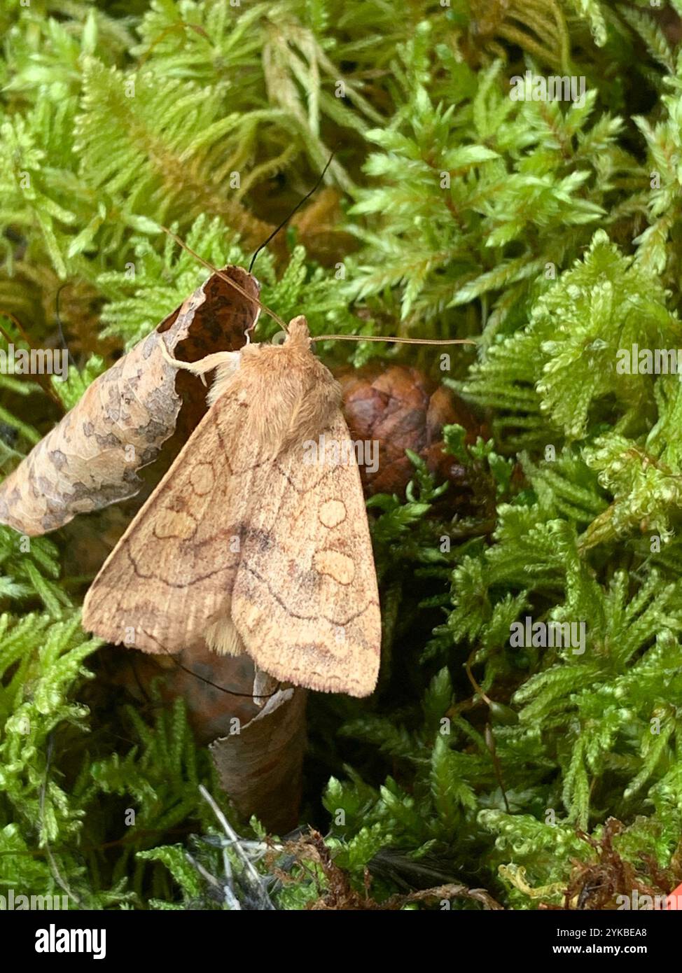 Aspen Twoleaf Tier Moth (Enargia decolor Stock Photo - Alamy