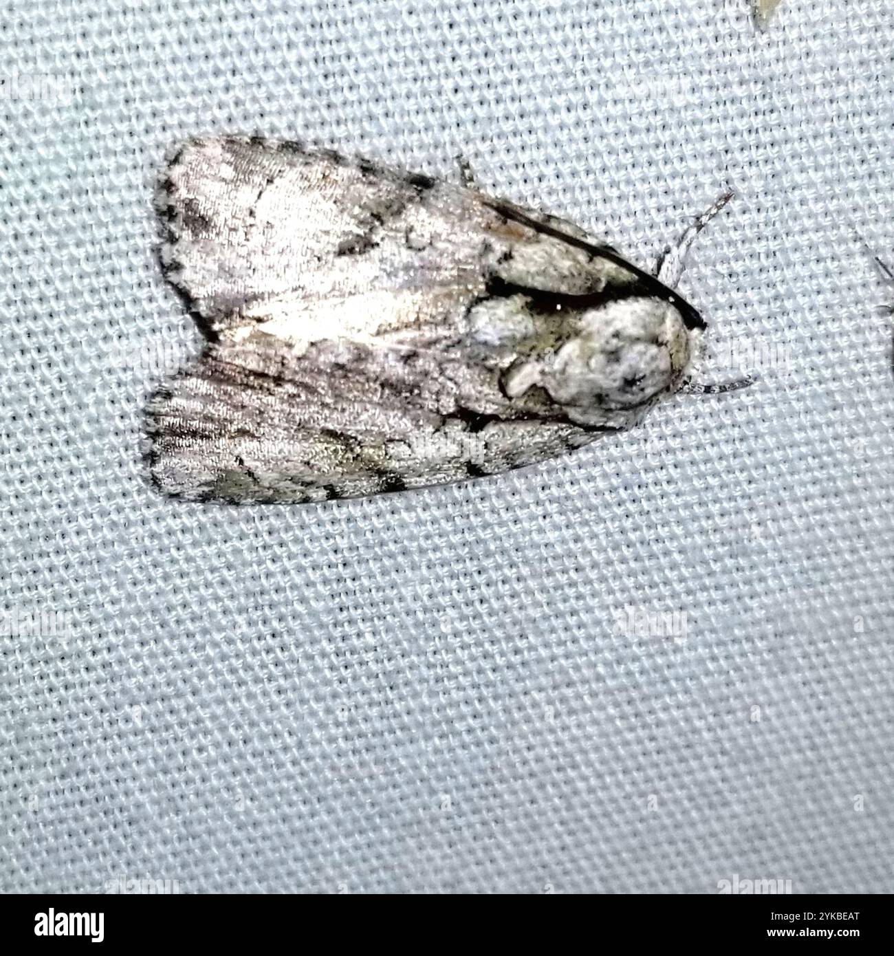 Clear Dagger (Acronicta clarescens Stock Photo - Alamy