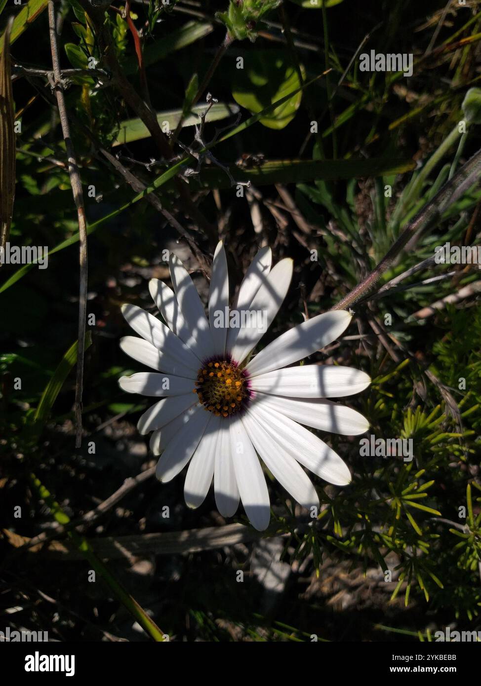 Dimorphotheca nudicaulis hi-res stock photography and images - Alamy