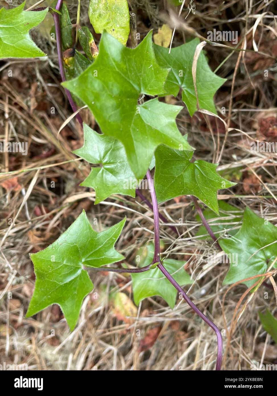 Cape-ivy (Delairea odorata Stock Photo - Alamy
