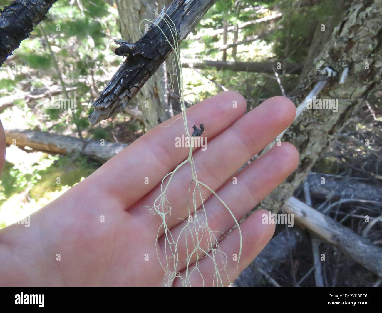 Witch's Hair (Alectoria sarmentosa Stock Photo - Alamy