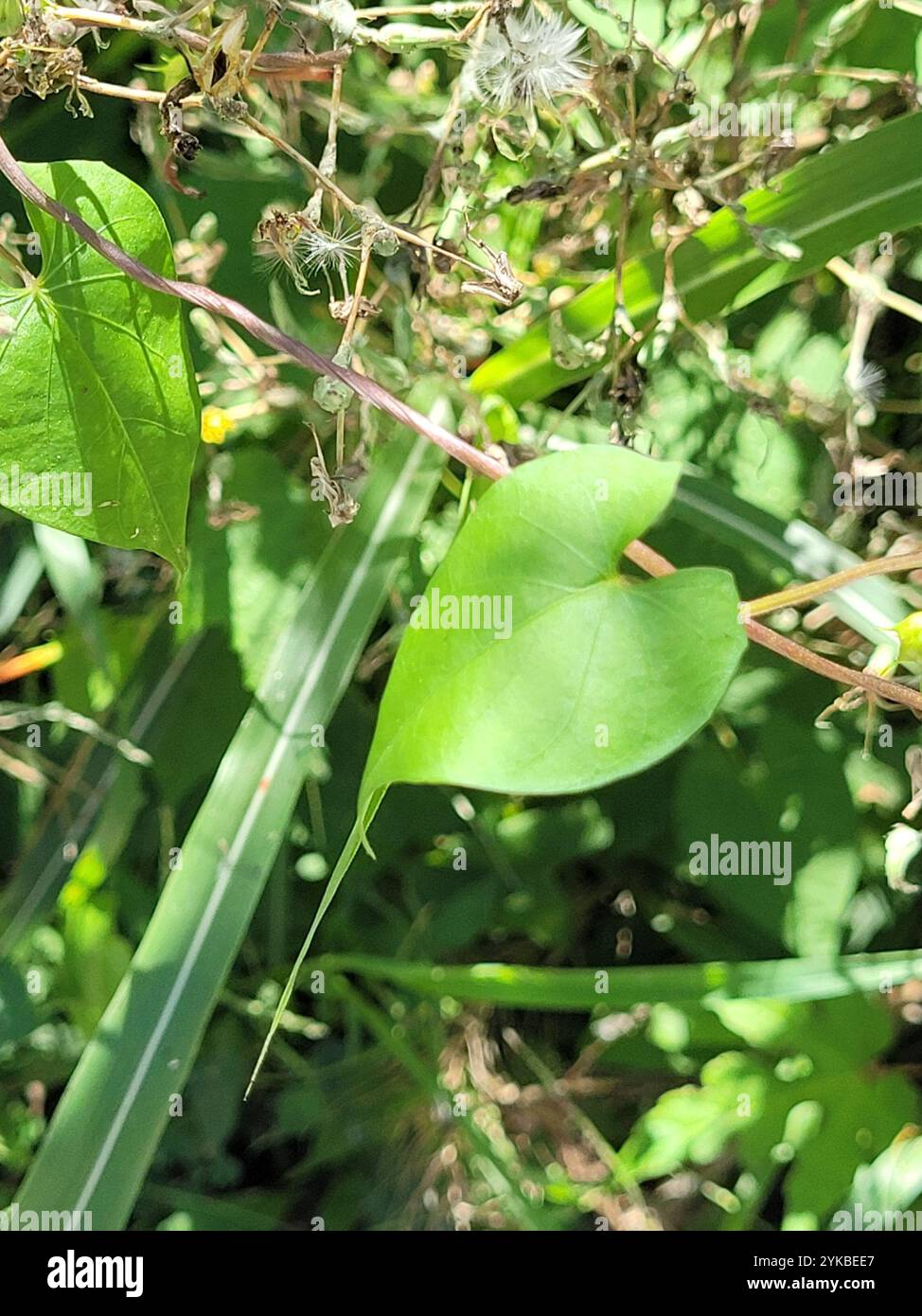 red morning glory (Ipomoea coccinea Stock Photo - Alamy