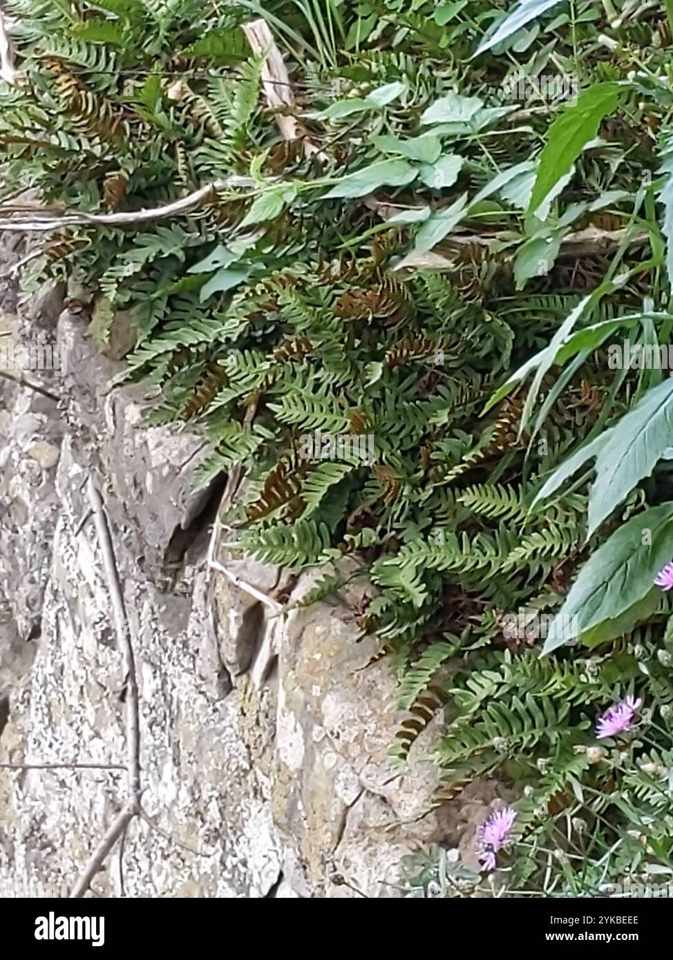 rock polypody (Polypodium virginianum Stock Photo - Alamy