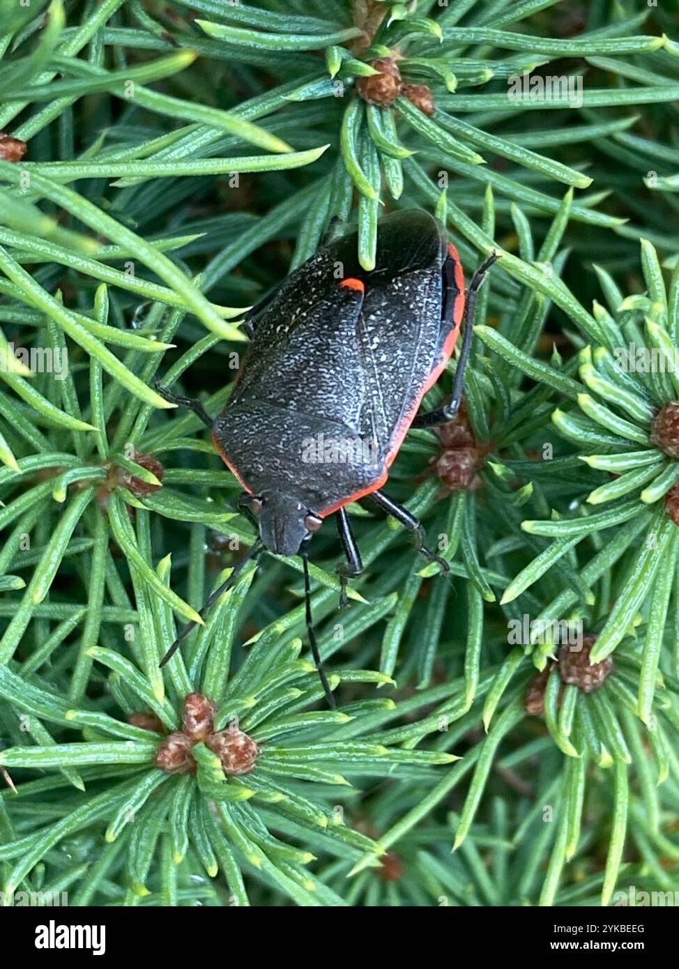 Chlorochroa hi-res stock photography and images - Alamy