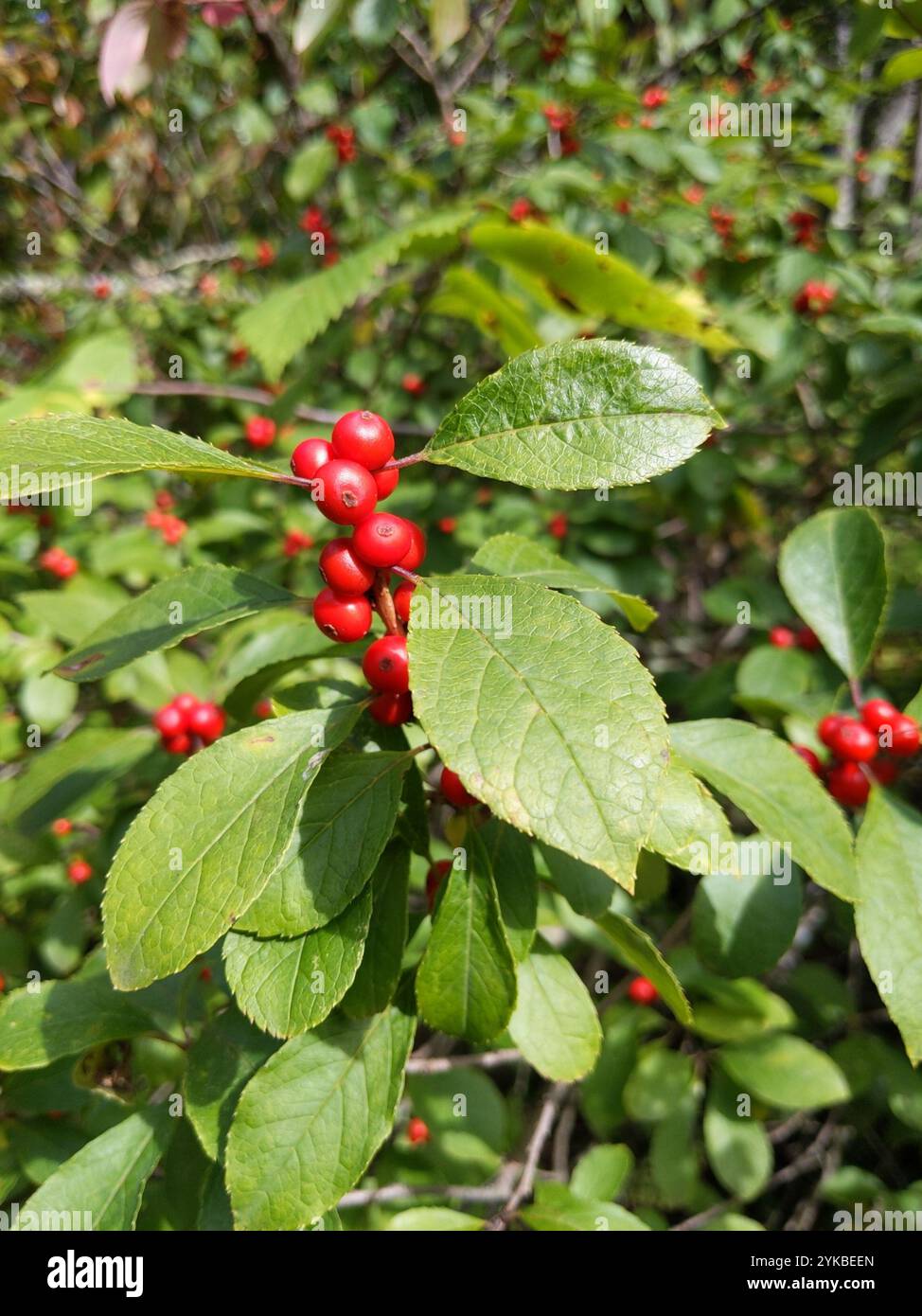 winterberry holly (Ilex verticillata Stock Photo - Alamy