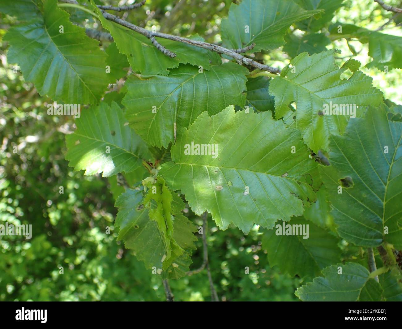 Red Alder (Alnus rubra Stock Photo - Alamy