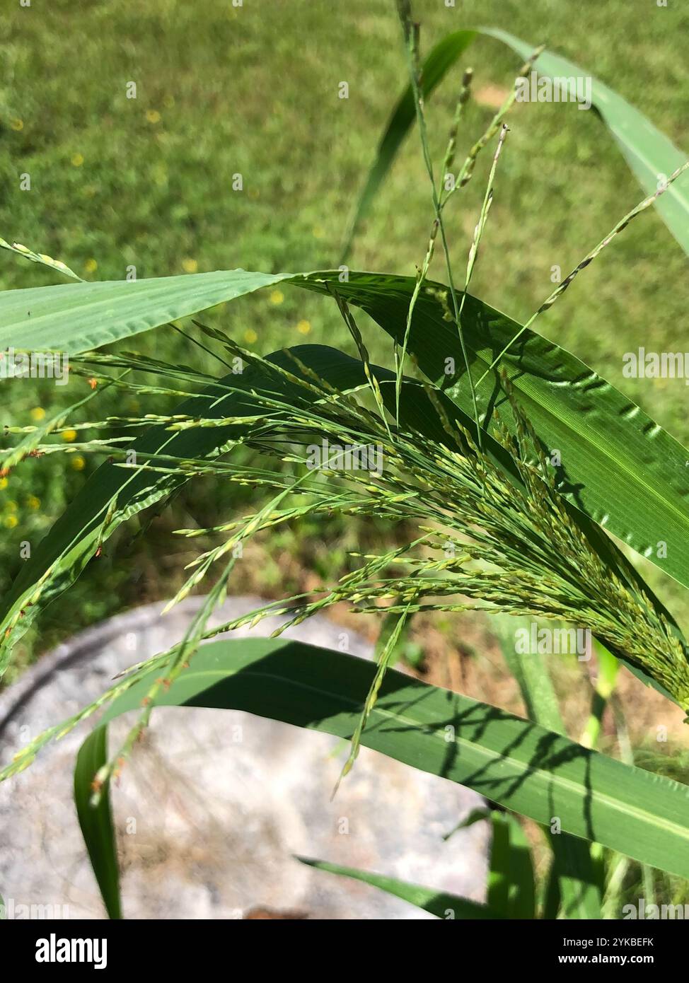 Smooth Witchgrass (Panicum dichotomiflorum Stock Photo - Alamy