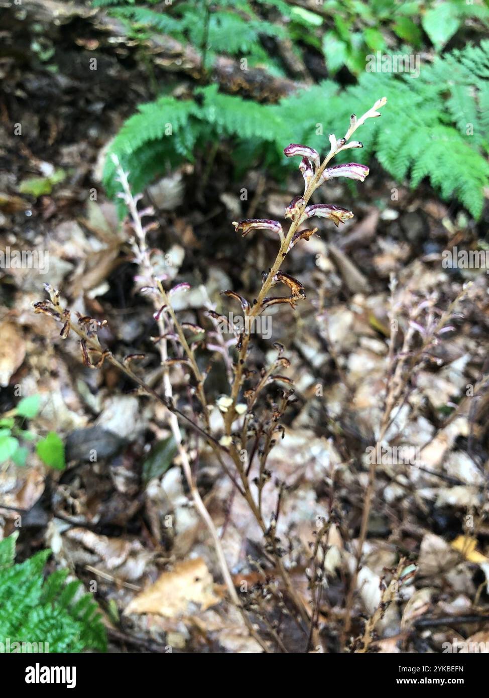Beechdrops (Epifagus virginiana Stock Photo - Alamy