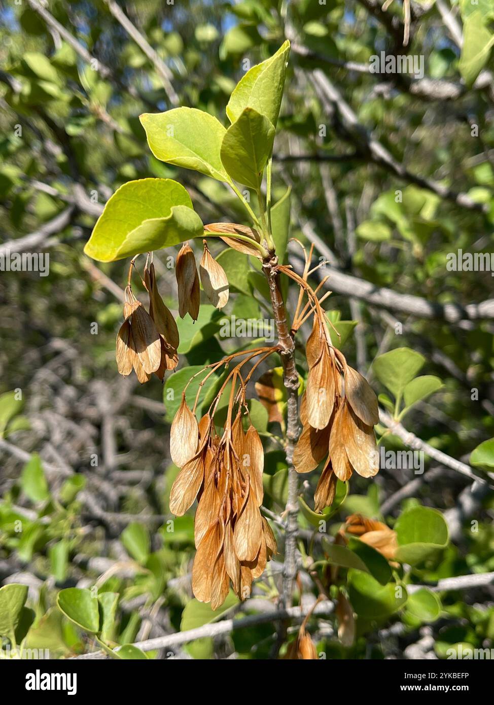 single-leaf ash (Fraxinus anomala Stock Photo - Alamy