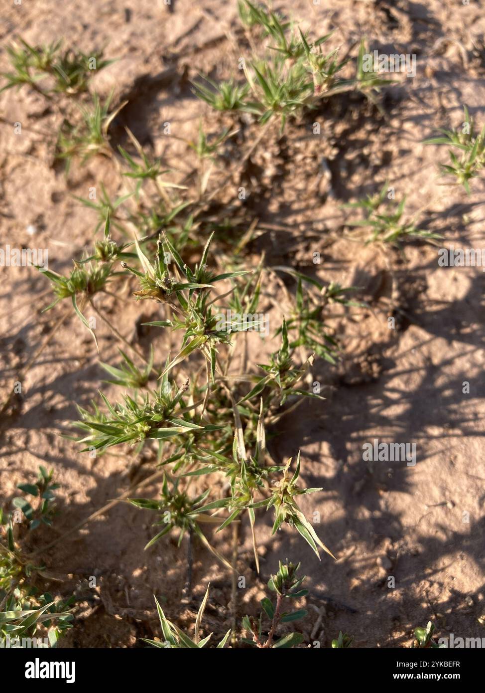 Buffalograss hi-res stock photography and images - Alamy
