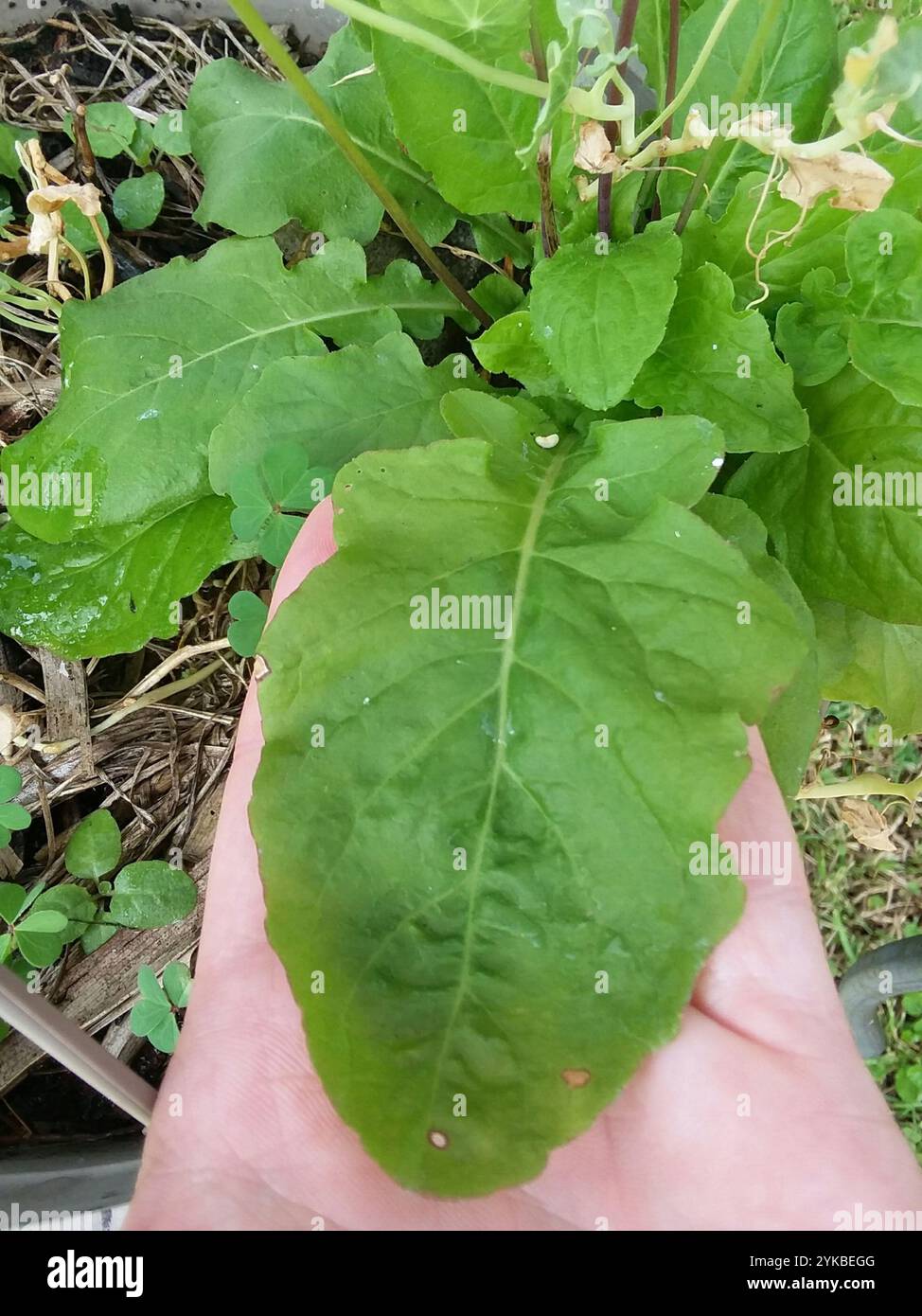 Oriental false hawksbeard (Youngia japonica Stock Photo - Alamy