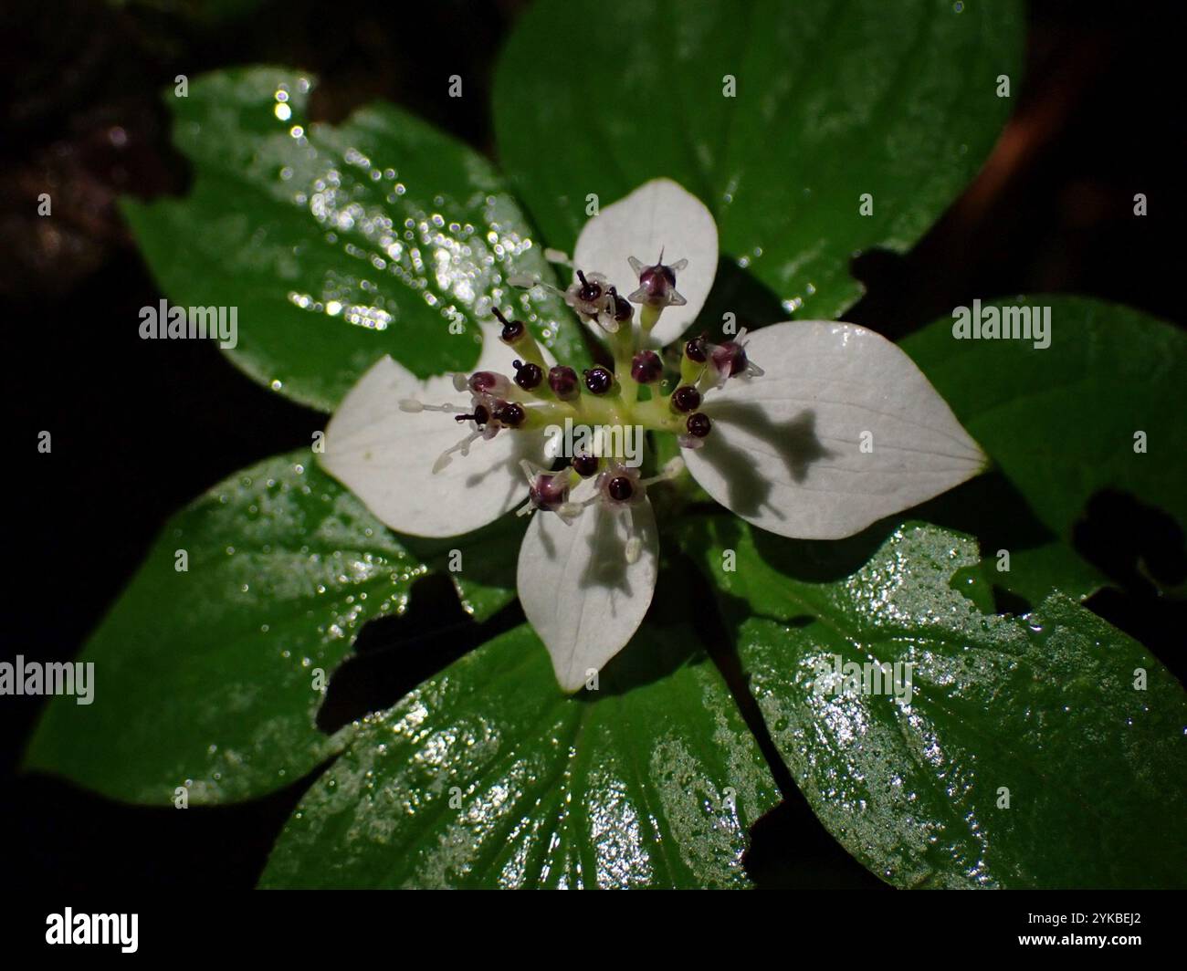 Western Bunchberry (Cornus unalaschkensis Stock Photo - Alamy