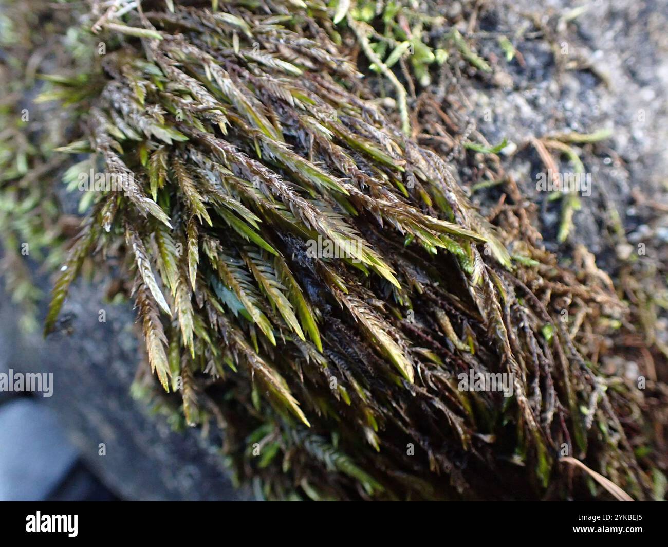 New Mexican fontinalis moss (Fontinalis neomexicana Stock Photo - Alamy