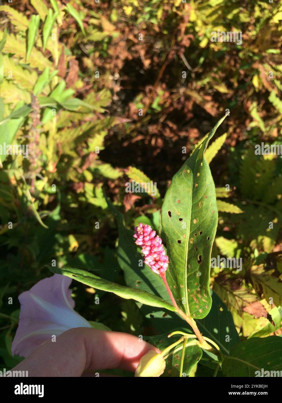 water smartweed (Persicaria amphibia Stock Photo - Alamy