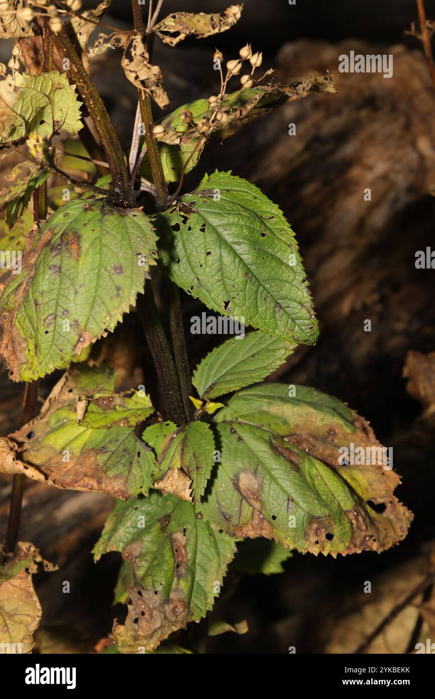 Common Figwort (Scrophularia nodosa Stock Photo - Alamy