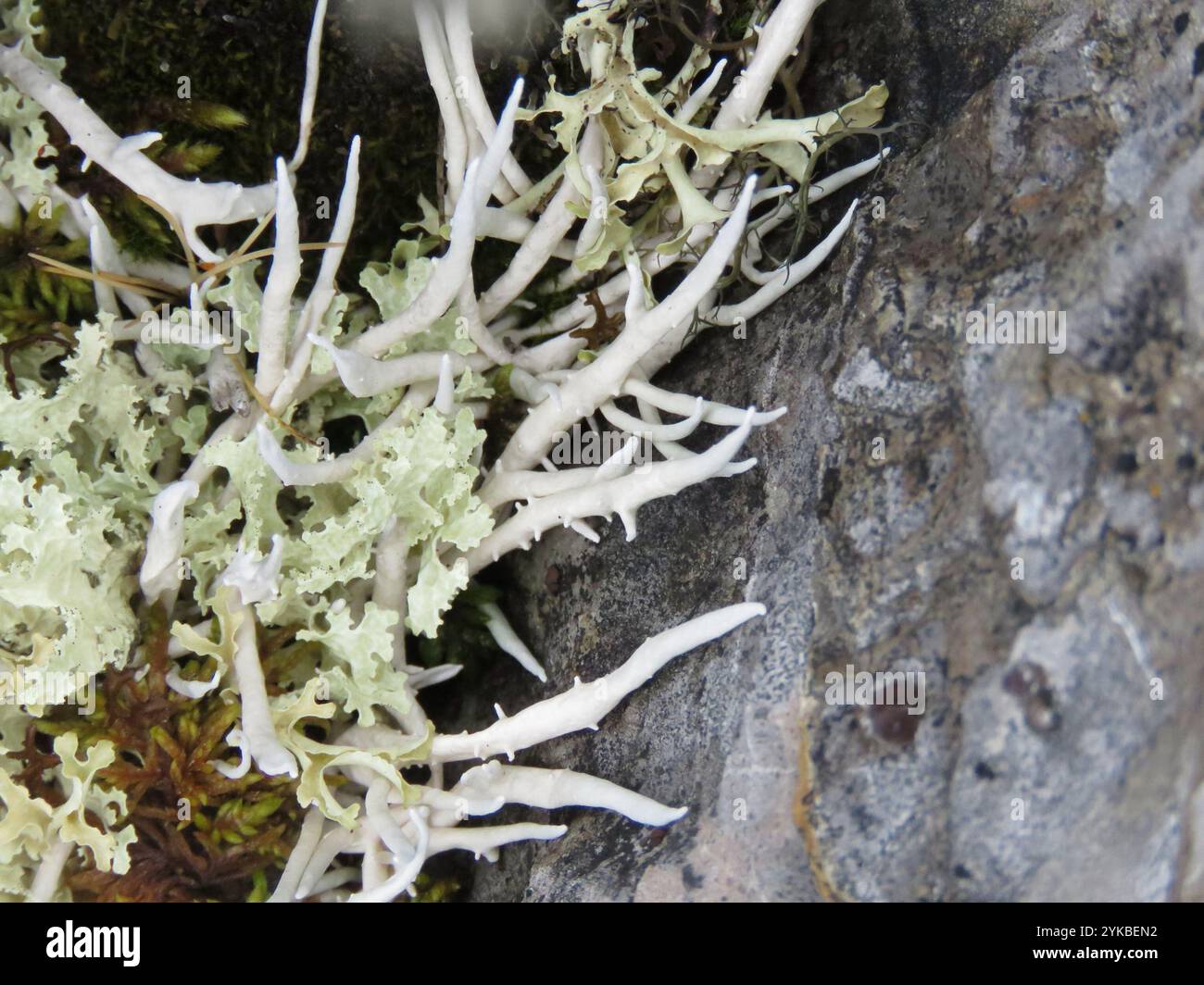 Whiteworm Lichen (Thamnolia vermicularis Stock Photo - Alamy