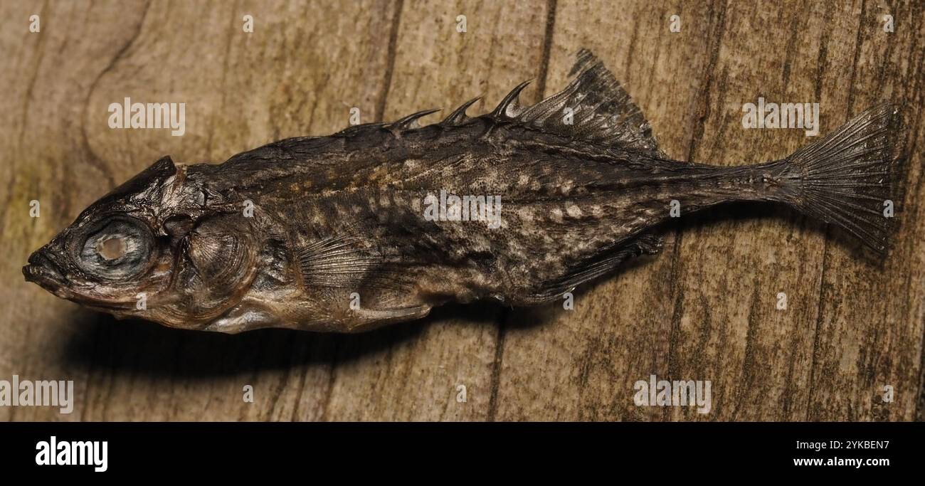 Brook Stickleback (Culaea inconstans Stock Photo - Alamy