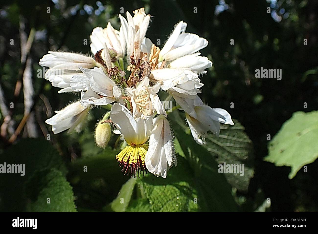 African hemp (Sparrmannia africana Stock Photo - Alamy