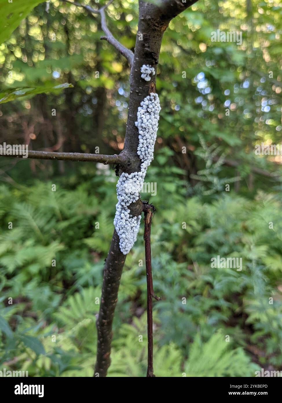Woolly Alder Aphid (Prociphilus tessellatus Stock Photo - Alamy