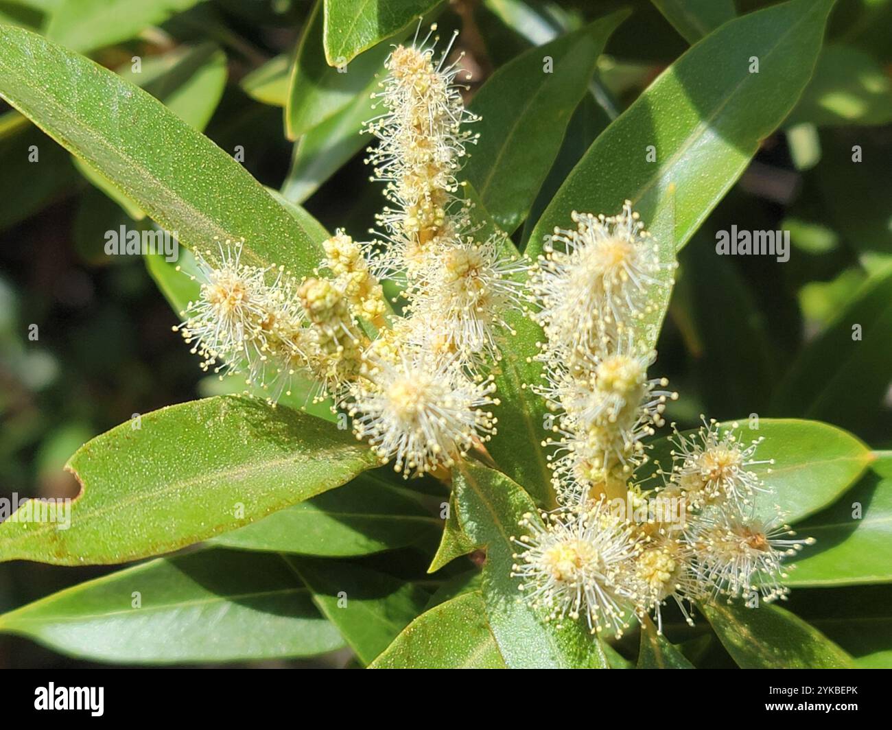 Golden chinquapin hi-res stock photography and images - Alamy